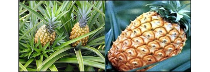 Extrato Glicólico Abacaxi