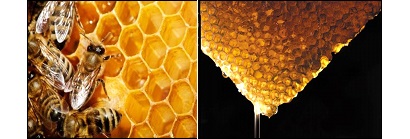 Extrato Glicólico Mel